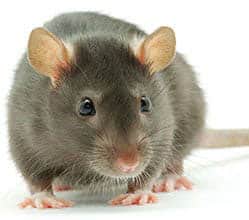 Keep Rats out of your Home or Business